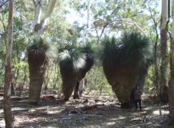 Strange and unusual sights in Australia 10894_2