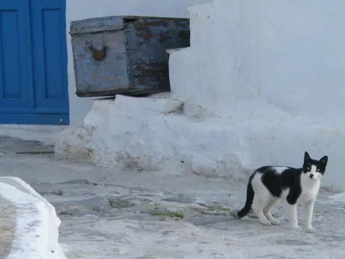 7 chaw nyob rau lub ntiaj teb uas miv zoo li hauv lub Vaj Kaj Siab