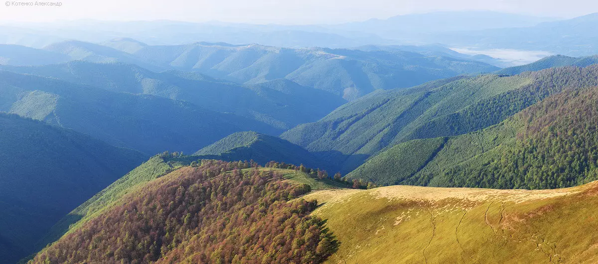 Բորժավա