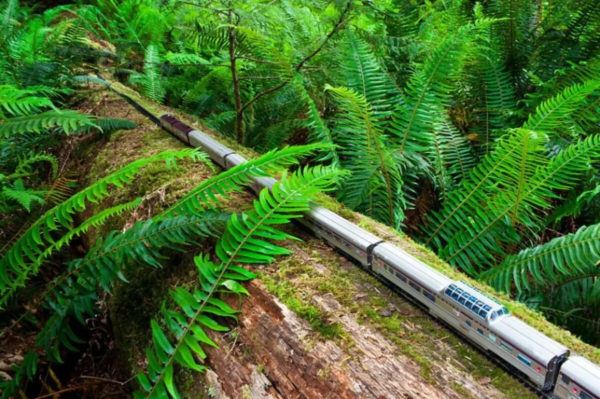 Perjalanan besar di Kanada di kereta mainan 11014_3