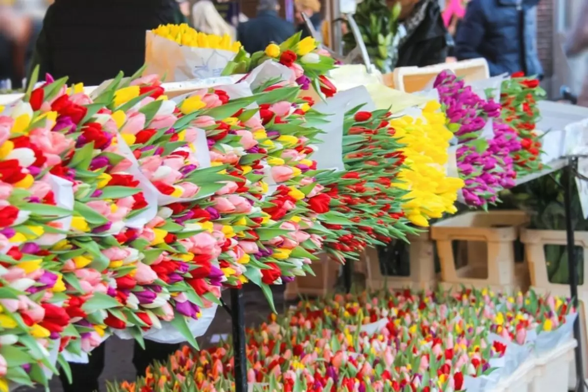 Amsterdam'ı ziyarət etmək üçün 5 səbəb 11045_3