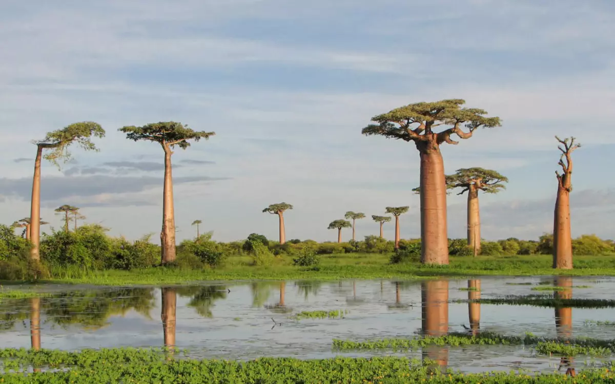 Girava Socotra, Yemen