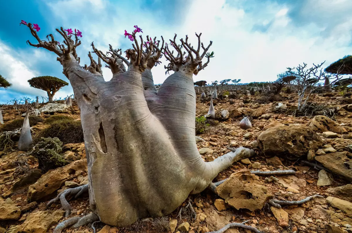 Tsibirin Soclorra, Yemen