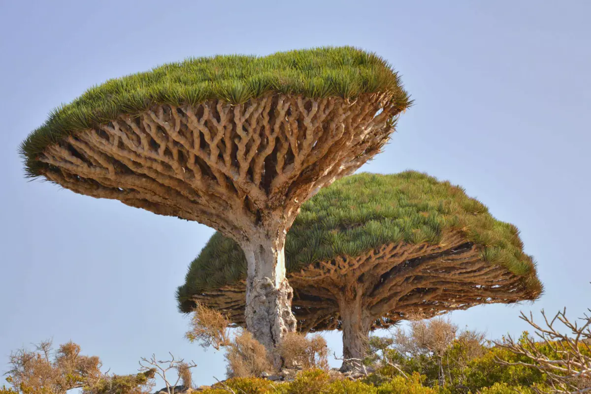 Tsibirin Soclorra, Yemen