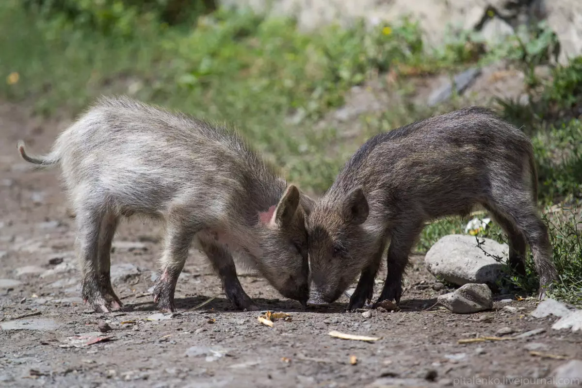 Porkoj estas pli similaj al sovaĝaj aproj kaj marŝante sole