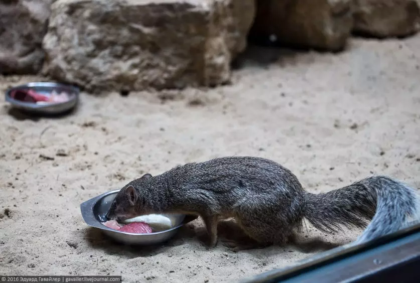 Wieħed mill-aqwa zoos fl-Ewropa: Berlin Zoo 11368_13