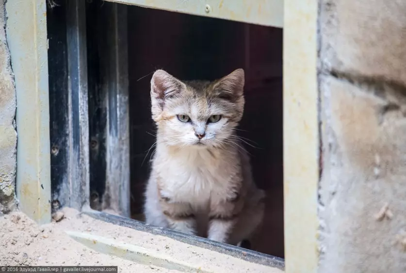 ერთ-ერთი საუკეთესო zoos ევროპაში: ბერლინი ზოოპარკი 11368_14