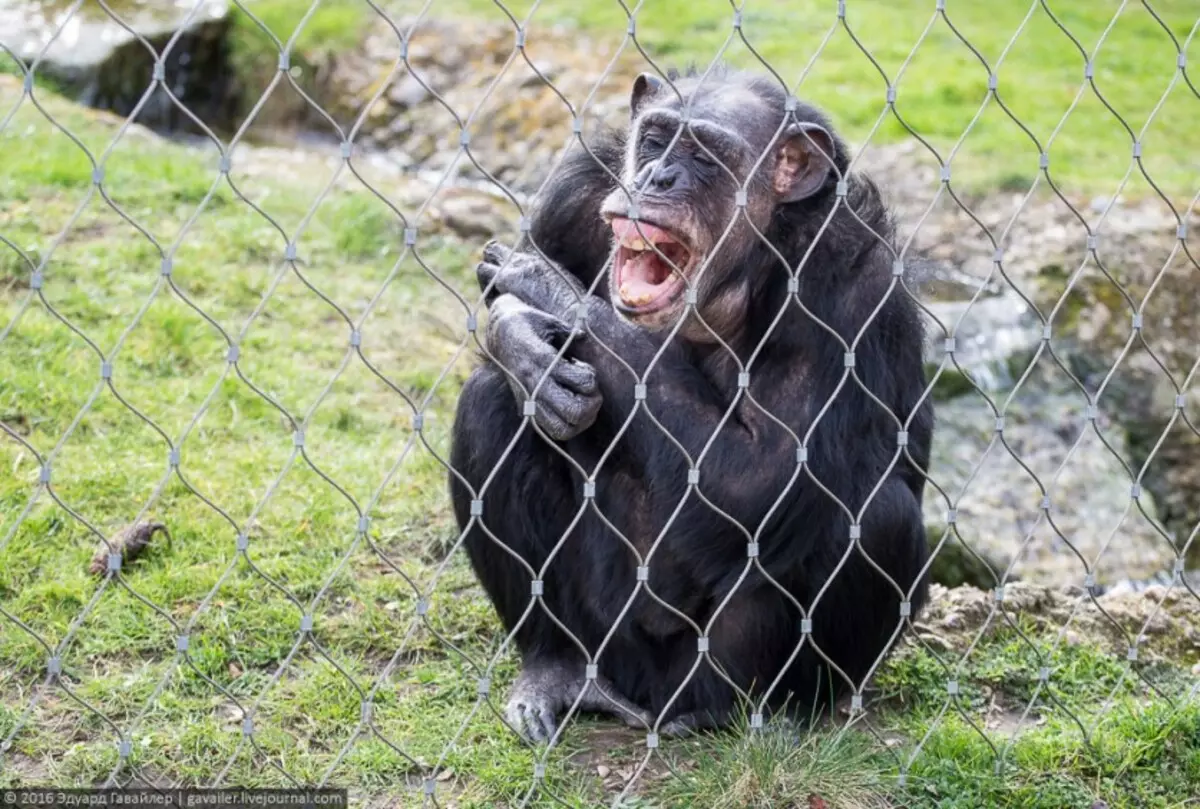 ერთ-ერთი საუკეთესო zoos ევროპაში: ბერლინი ზოოპარკი 11368_17