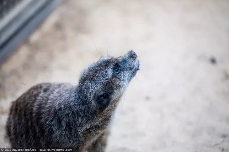 Youn nan zoo yo pi byen nan Ewòp: Berlin Zoo 11368_2