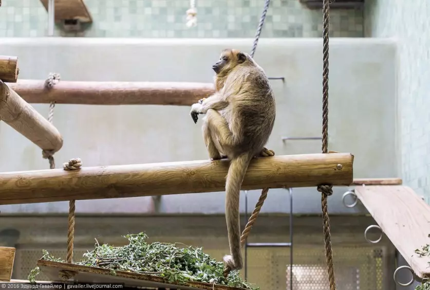 Iray amin'ireo zezika tsara indrindra any Eoropa: Berlin Zoo 11368_20