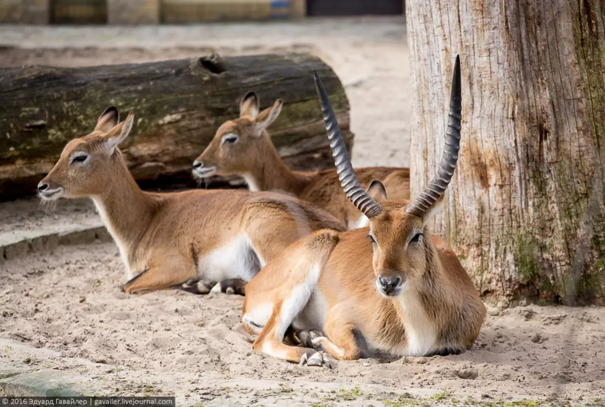 Lico - Afriken Antilope nan genus a nan bouk kabrit dlo.