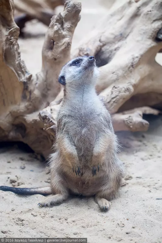 Komik meerkat