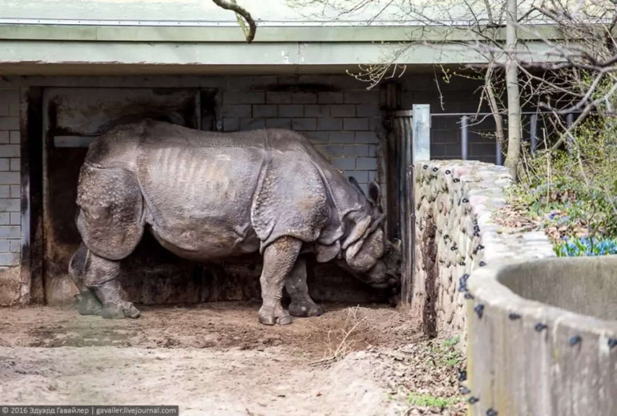 Iray amin'ireo zezika tsara indrindra any Eoropa: Berlin Zoo 11368_3