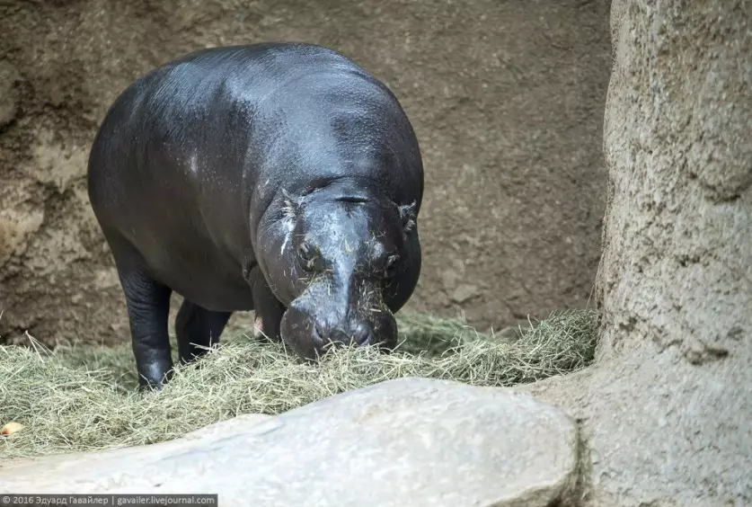 Wieħed mill-aqwa zoos fl-Ewropa: Berlin Zoo 11368_4