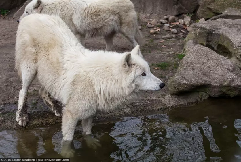 Youn nan zoo yo pi byen nan Ewòp: Berlin Zoo 11368_6