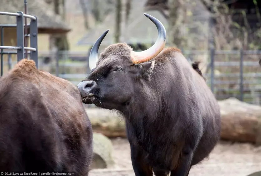 Wieħed mill-aqwa zoos fl-Ewropa: Berlin Zoo 11368_8