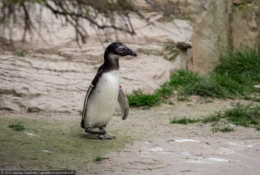 Youn nan zoo yo pi byen nan Ewòp: Berlin Zoo 11368_9