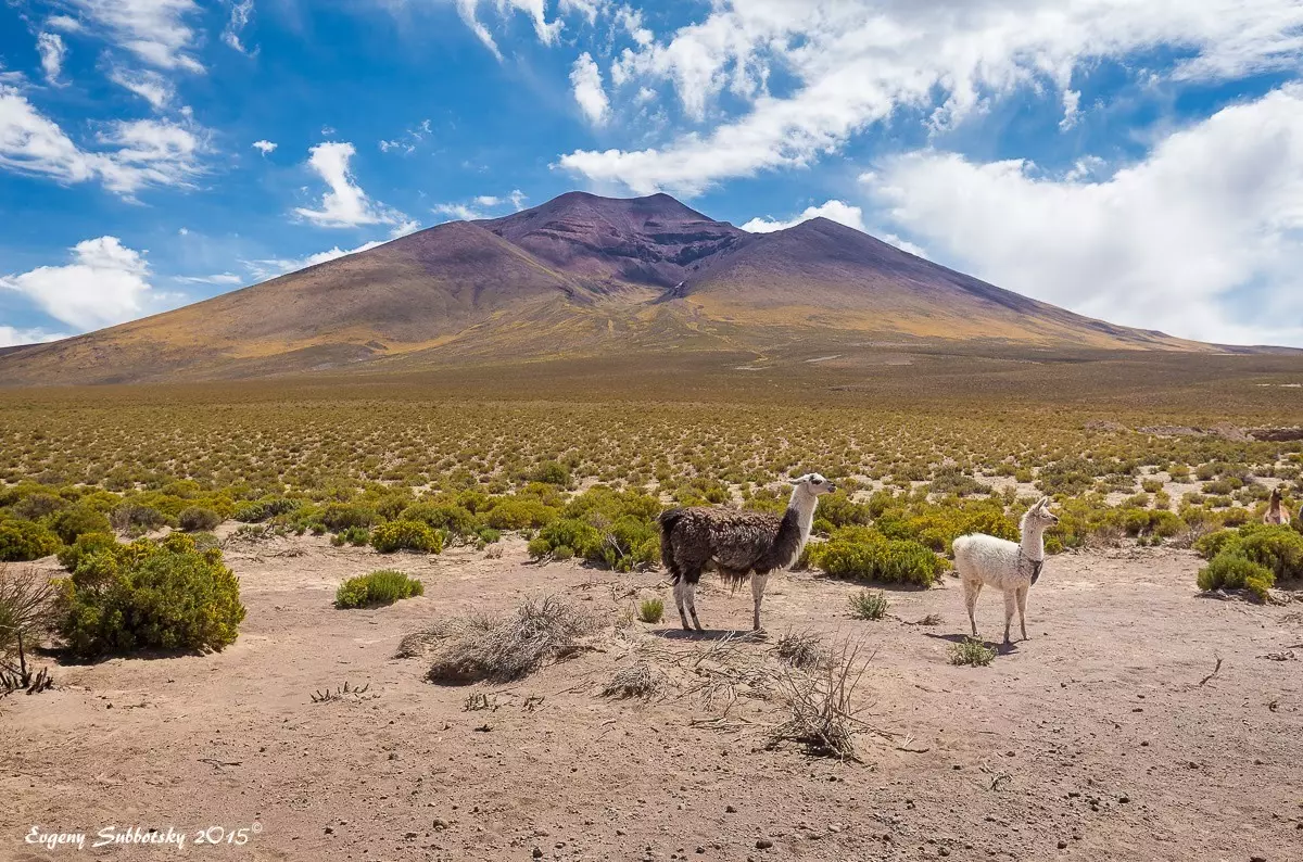 U planinama Bolivije i Perua 11440_1