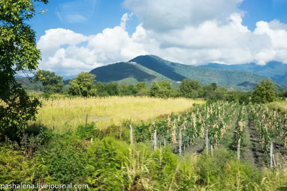 La mayor parte de vino de Georgia - Kakheti 11473_11