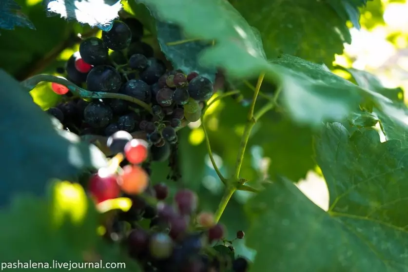 La mayor parte de vino de Georgia - Kakheti 11473_15