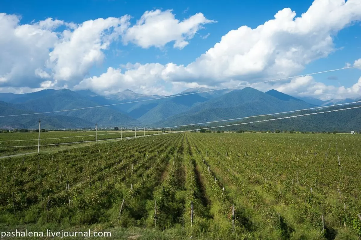 La mayor parte de vino de Georgia - Kakheti 11473_33