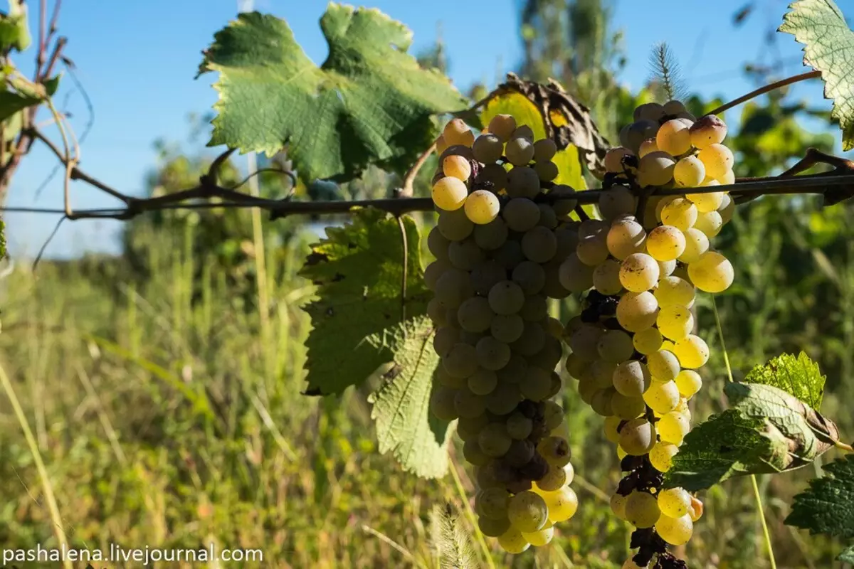 Najviše vinski dio Gruzije - Kakheti 11473_40