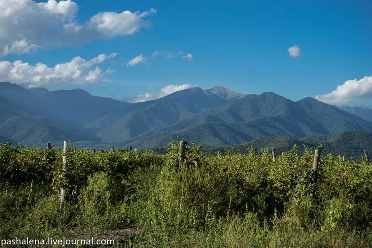 بیشتر بخش شراب گرجستان - Kakheti 11473_43