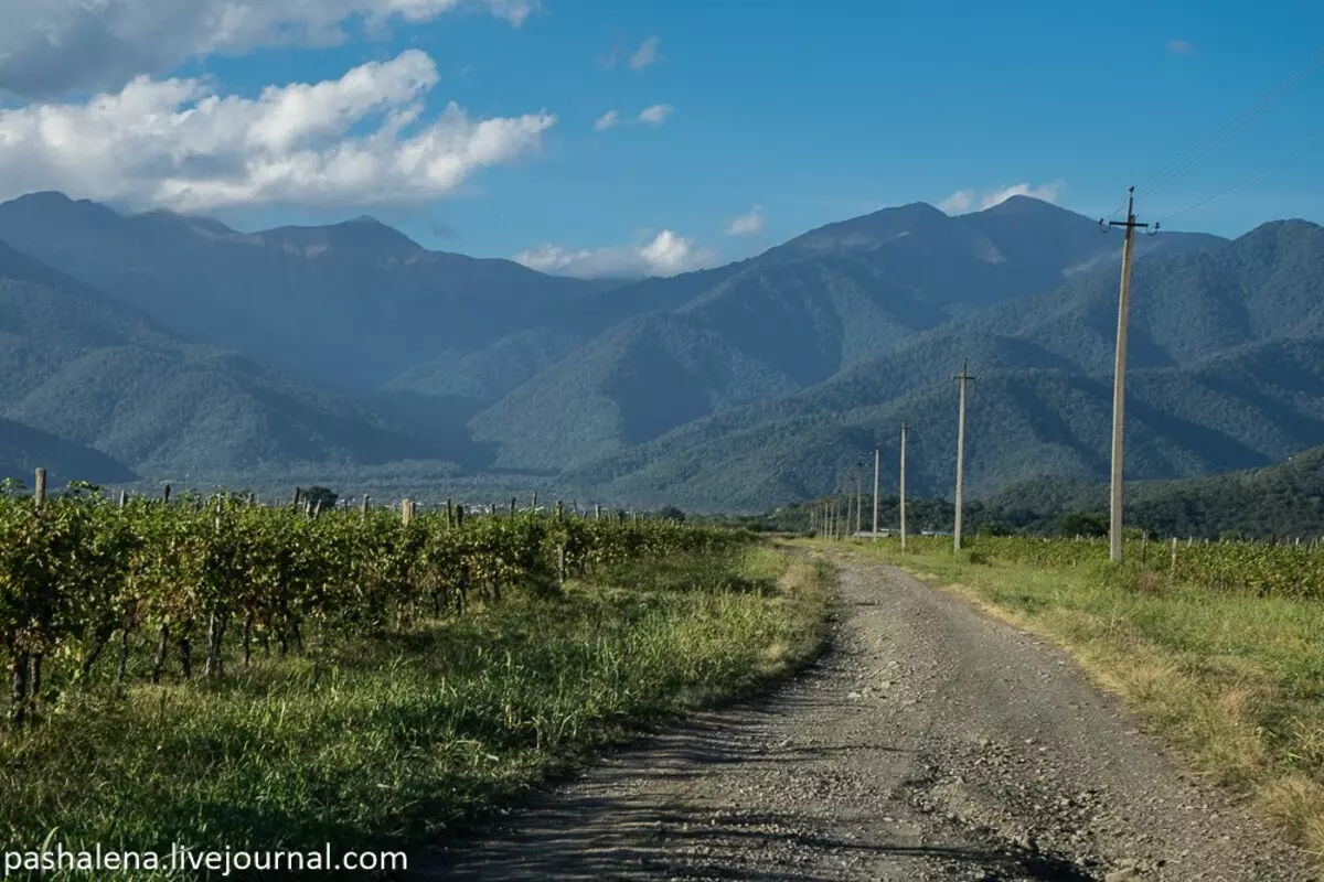 بیشتر بخش شراب گرجستان - Kakheti 11473_44