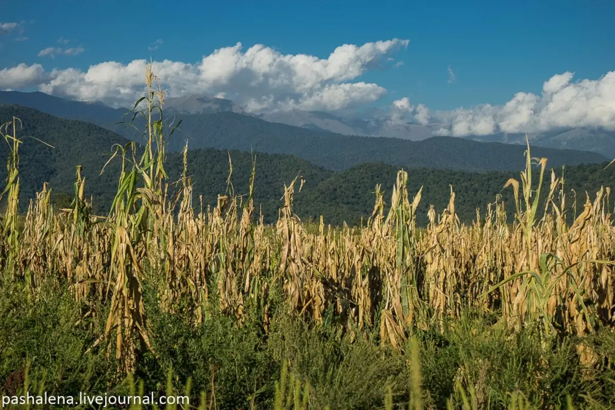 بیشتر بخش شراب گرجستان - Kakheti 11473_45