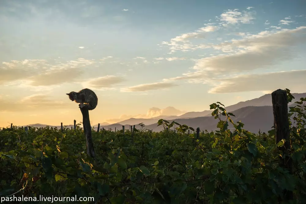 La mayor parte de vino de Georgia - Kakheti 11473_47