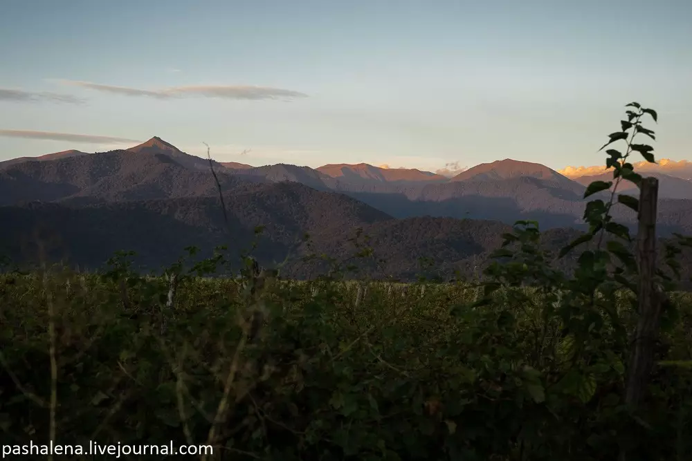 La mayor parte de vino de Georgia - Kakheti 11473_48