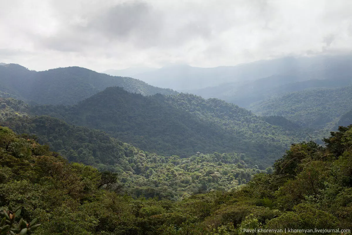 Păduri, cafea și rezidenți fericiți: Călătorie pe Costa Rica 11599_1