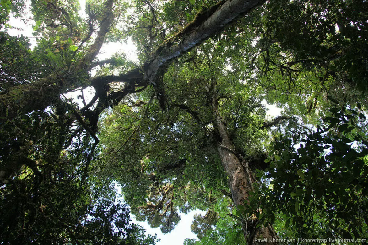 Hutan, Kopi dan Happy Warga: Perjalanan di Kosta Rika 11599_10