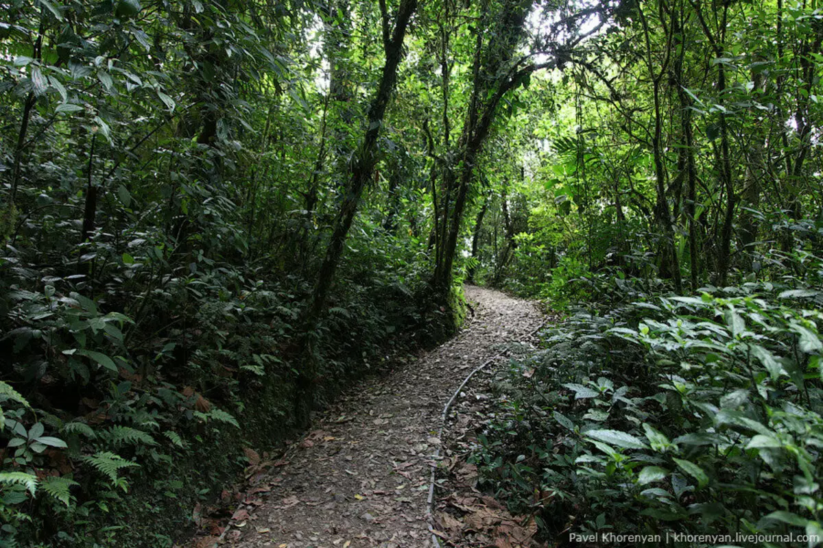 Hutan, Kopi dan Happy Warga: Perjalanan di Kosta Rika 11599_11