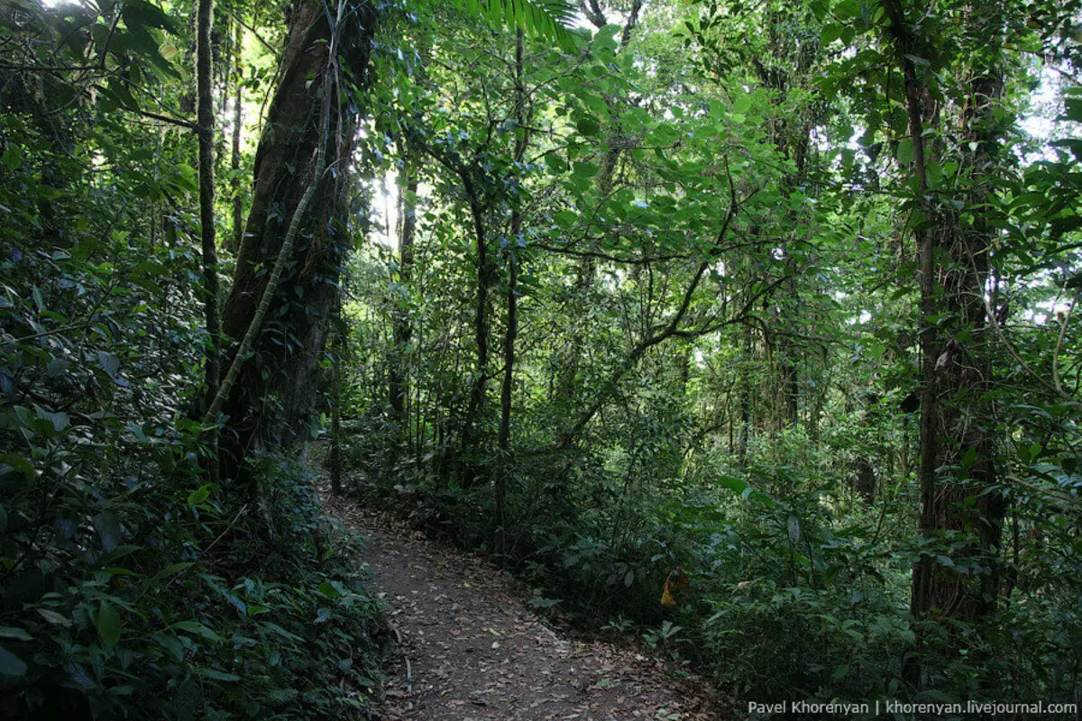 Păduri, cafea și rezidenți fericiți: Călătorie pe Costa Rica 11599_12