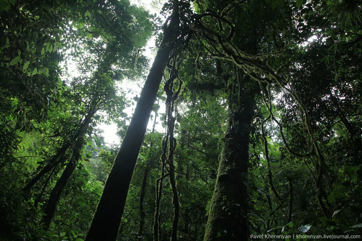 Hutan, Kopi dan Happy Warga: Perjalanan di Kosta Rika 11599_13