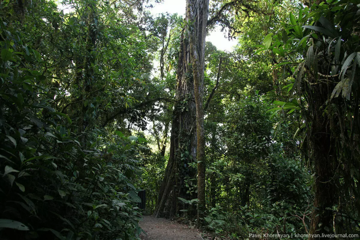 Păduri, cafea și rezidenți fericiți: Călătorie pe Costa Rica 11599_14