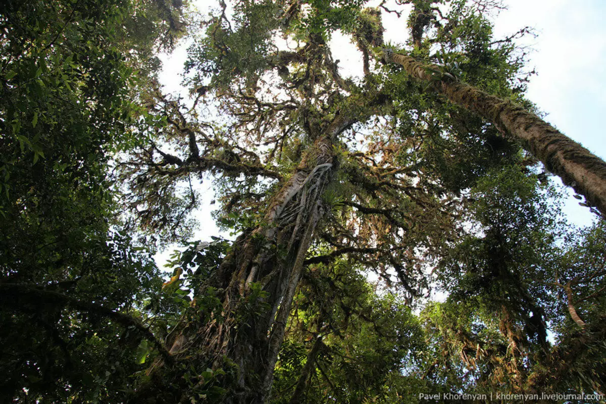 Hutan, Kopi dan Happy Warga: Perjalanan di Kosta Rika 11599_15