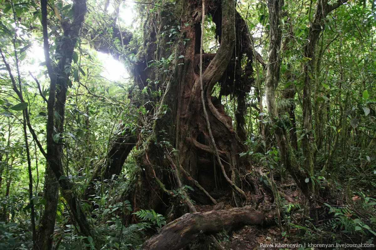 Florestas, café e residentes felizes: viagem na Costa Rica 11599_16