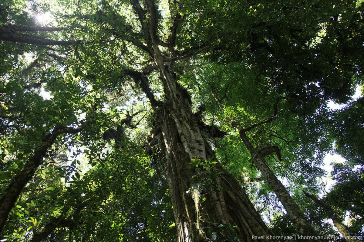 Păduri, cafea și rezidenți fericiți: Călătorie pe Costa Rica 11599_17