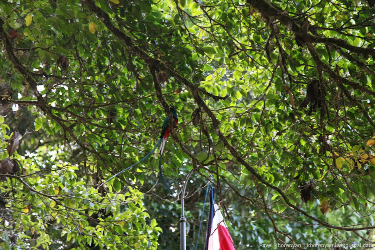 Florestas, café e residentes felizes: viagem na Costa Rica 11599_4