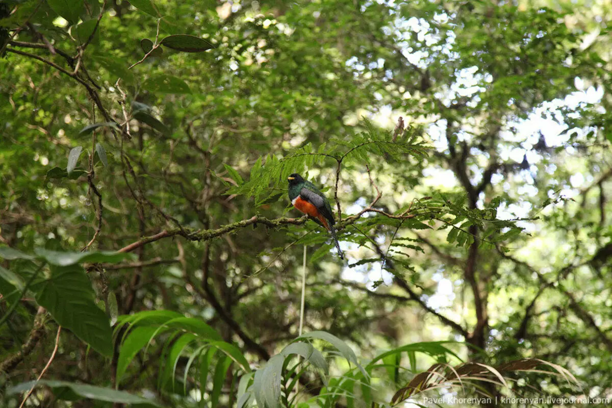 Florestas, café e residentes felizes: viagem na Costa Rica 11599_5