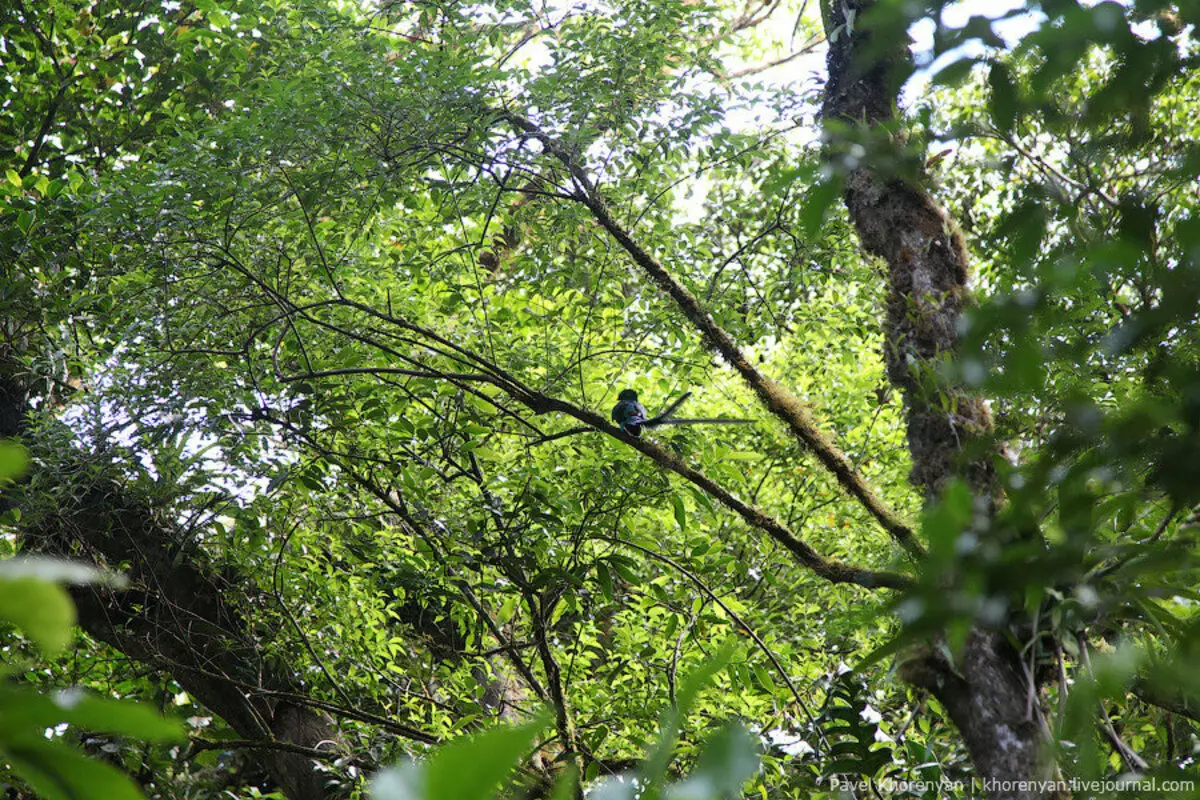 Florestas, café e residentes felizes: viagem na Costa Rica 11599_6