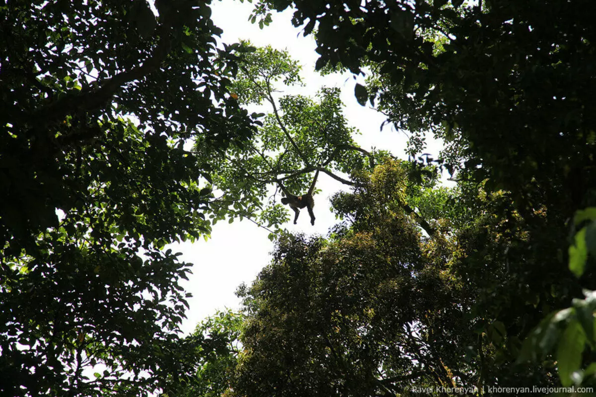 Florestas, café e residentes felizes: viagem na Costa Rica 11599_8