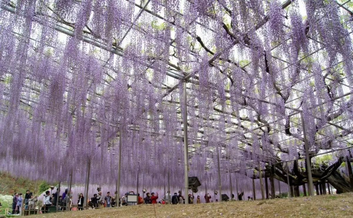 Paradise Corner en Japón 11657_15