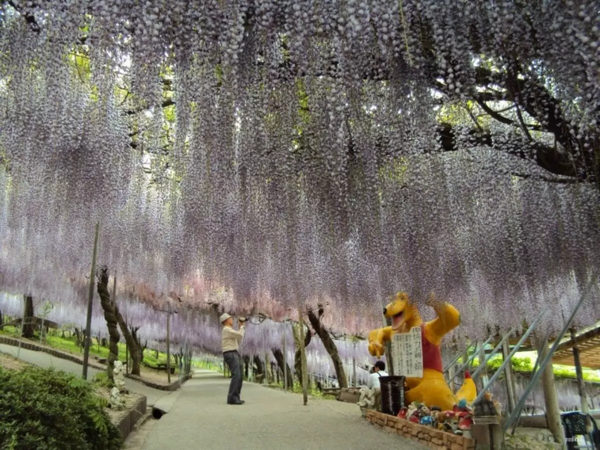 Paradise Corner en Japón 11657_19