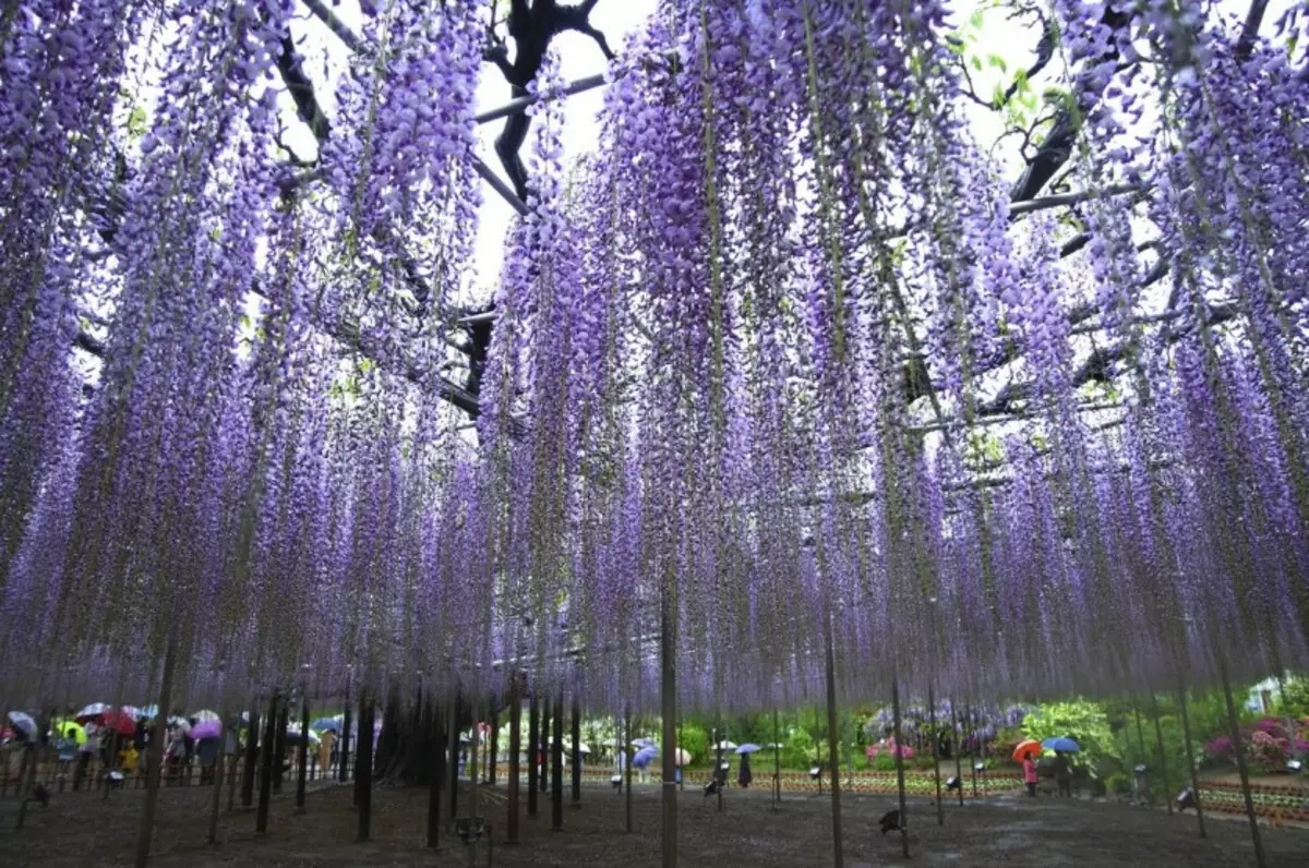 Paradise Corner en Japón 11657_31