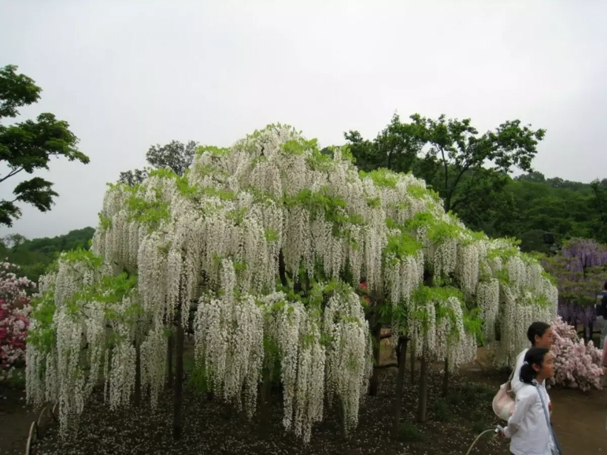 มุมสวรรค์ในญี่ปุ่น 11657_50