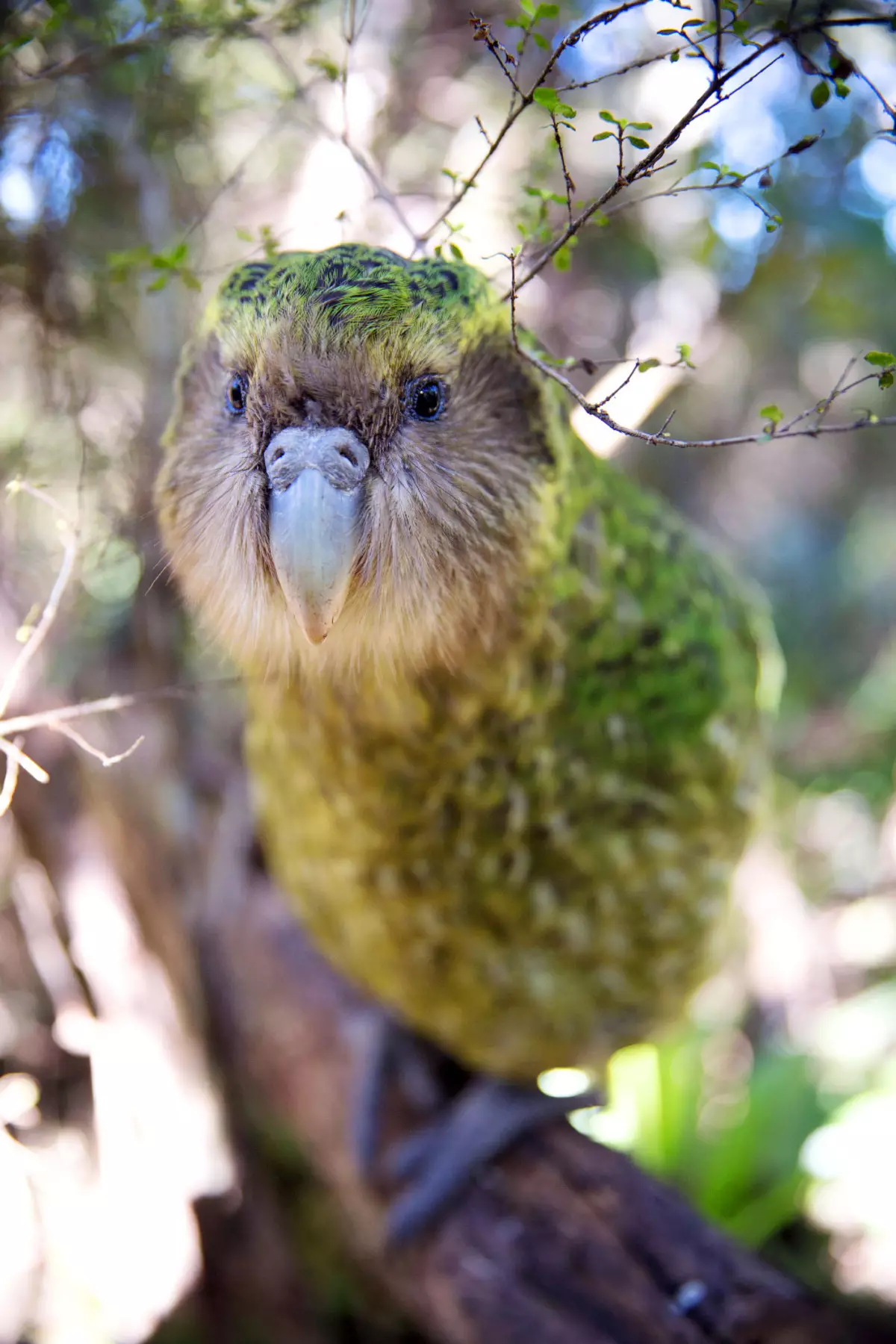 Cacapo, atau Parrot Sovic