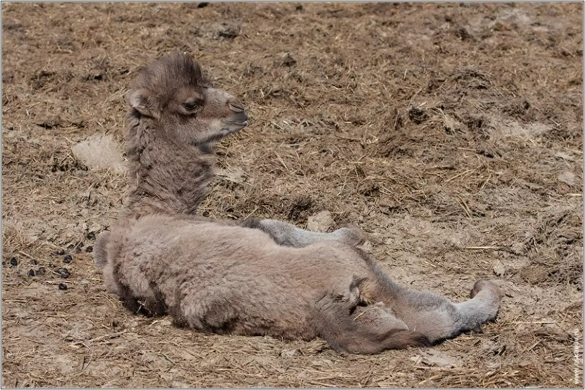 Safari in Kalmykia. 11761_12